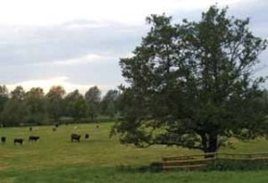 EXTENDING THE DEDHAM VALE AREA OF OUTSTANDING NATURAL BEAUTY (AONB ...