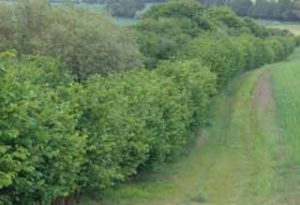 EXTENDING THE DEDHAM VALE AREA OF OUTSTANDING NATURAL BEAUTY (AONB ...