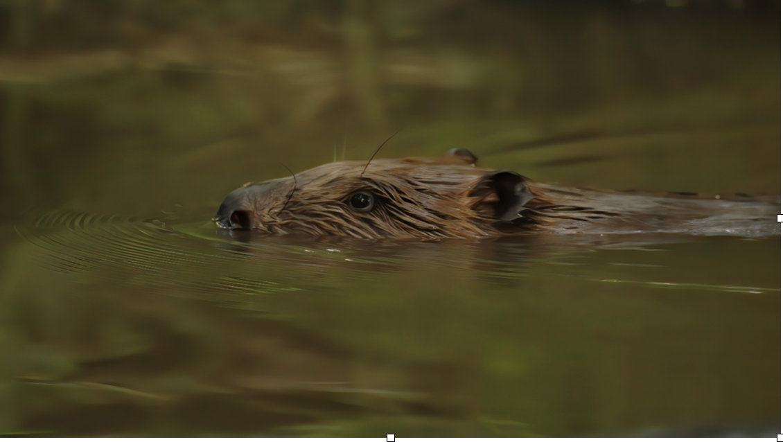 Dam Good Job - Beavers back in Essex after 400 years. - Colne Stour website