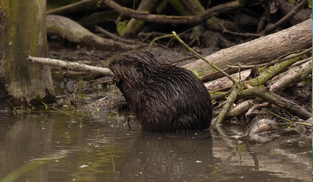 Dam Good Job - Beavers back in Essex after 400 years. - Colne Stour website